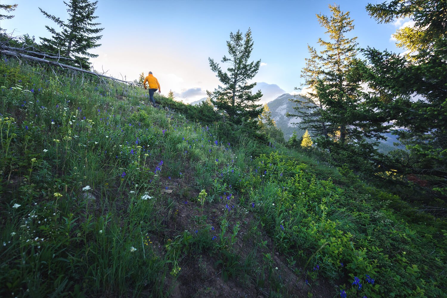 How to Hike ISLAND RIDGE in the CROWSNEST PASS — Seeing the Elephant ...