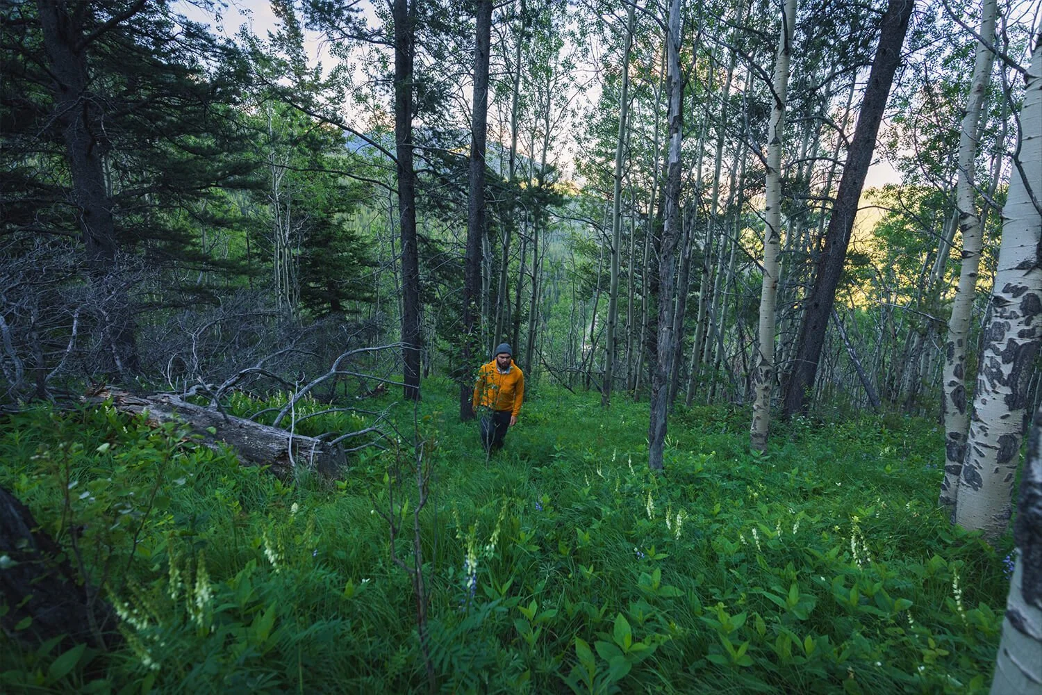 How to Hike ISLAND RIDGE in the CROWSNEST PASS — Seeing the Elephant ...
