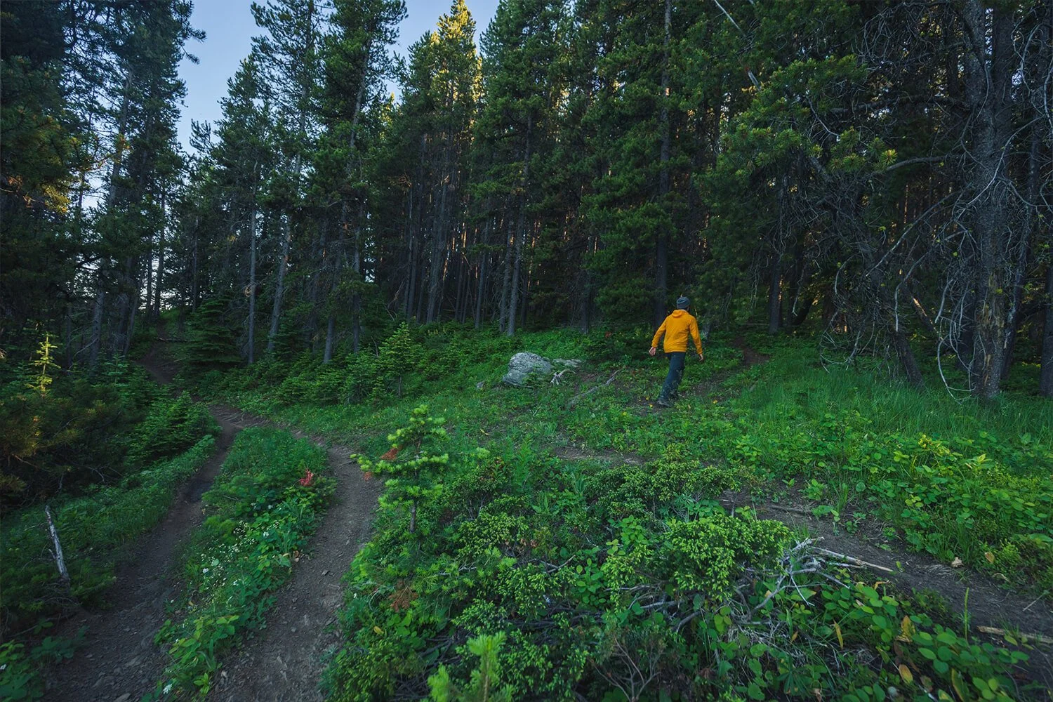 How to Hike WEDGE MOUNTAIN in the CROWSNEST PASS — Seeing the Elephant ...