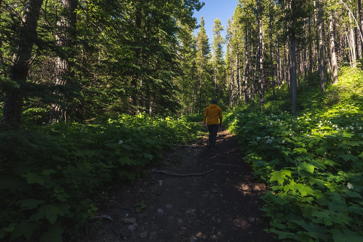 How to Hike WEDGE MOUNTAIN in the CROWSNEST PASS — Seeing the Elephant ...