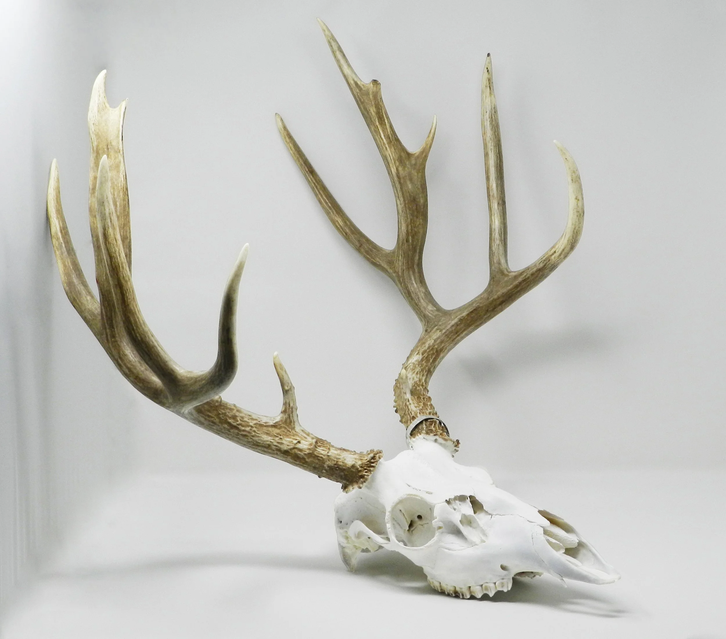 Case Studies — Science Lab Studios, Inc.