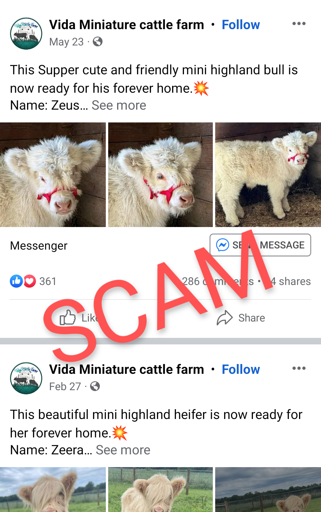 Highland Cattle Scams (likeASG, ACG Highlands and Vida Cattle Farm ...