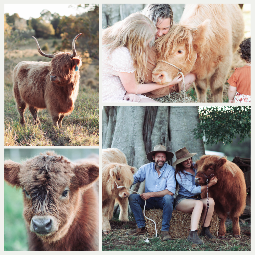 Highland Cow Experiences - so much more than a Highland farm tour ...