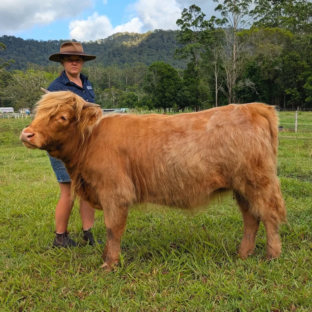 Scottish Highland Calves for Sale in Australia — Koolah Creek Highland ...