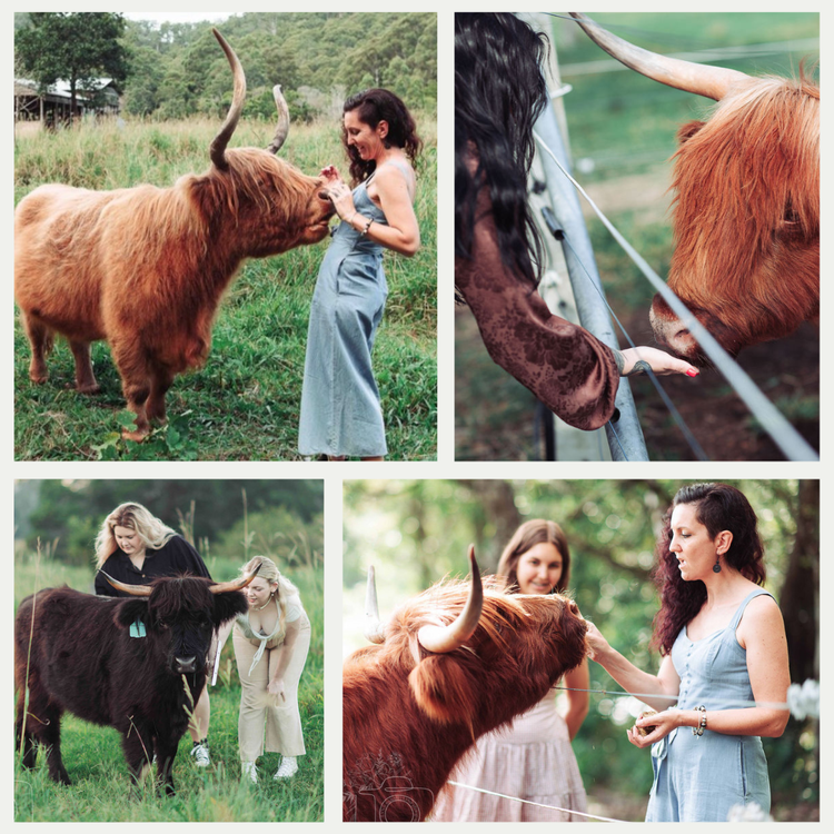 Highland Cow Experiences - so much more than a Highland farm tour ...