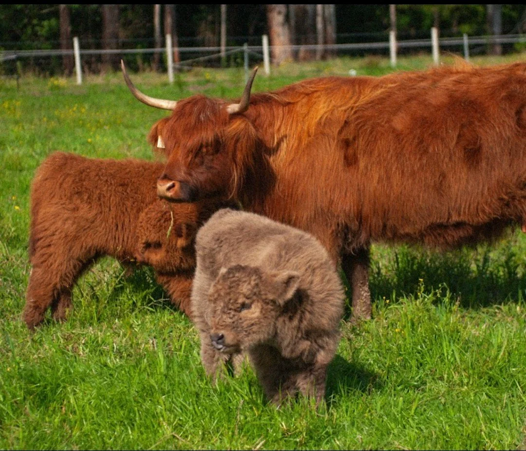 Highland Cow Experiences - so much more than a Highland farm tour ...