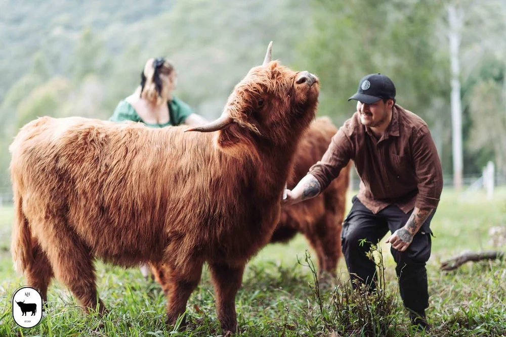 Highland Cow Experiences - so much more than a Highland farm tour ...