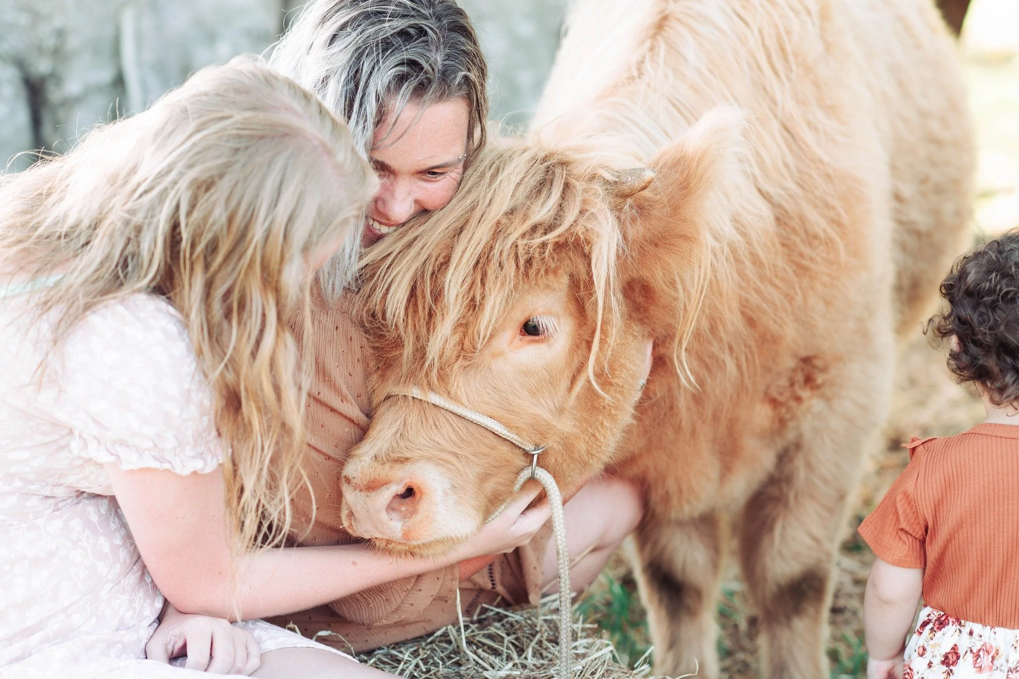 Highland Cow Photography — Koolah Creek Highland Cattle