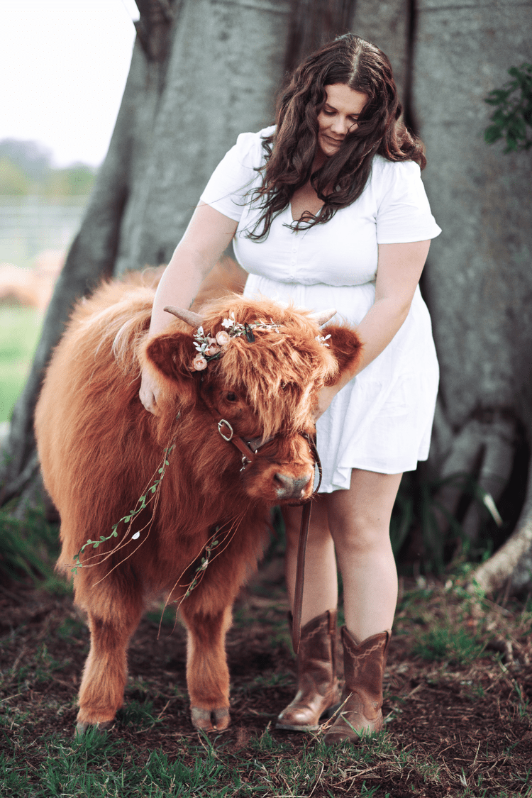 Highland Cow Photography — Koolah Creek Highland Cattle