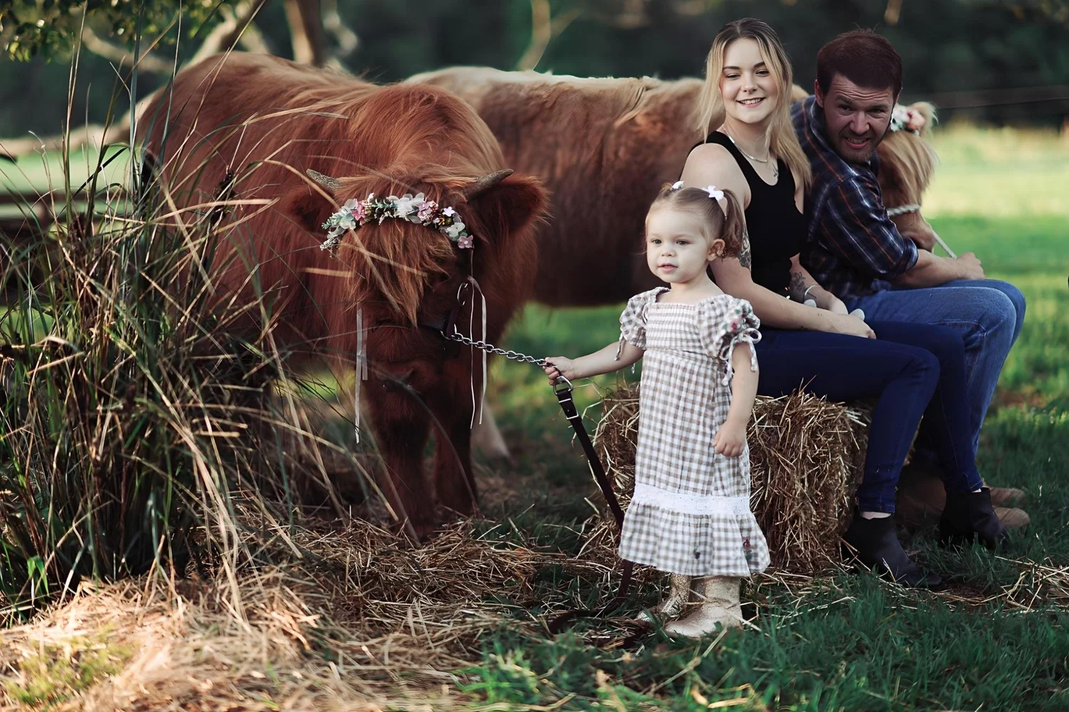 Highland Cow Photography — Koolah Creek Highland Cattle