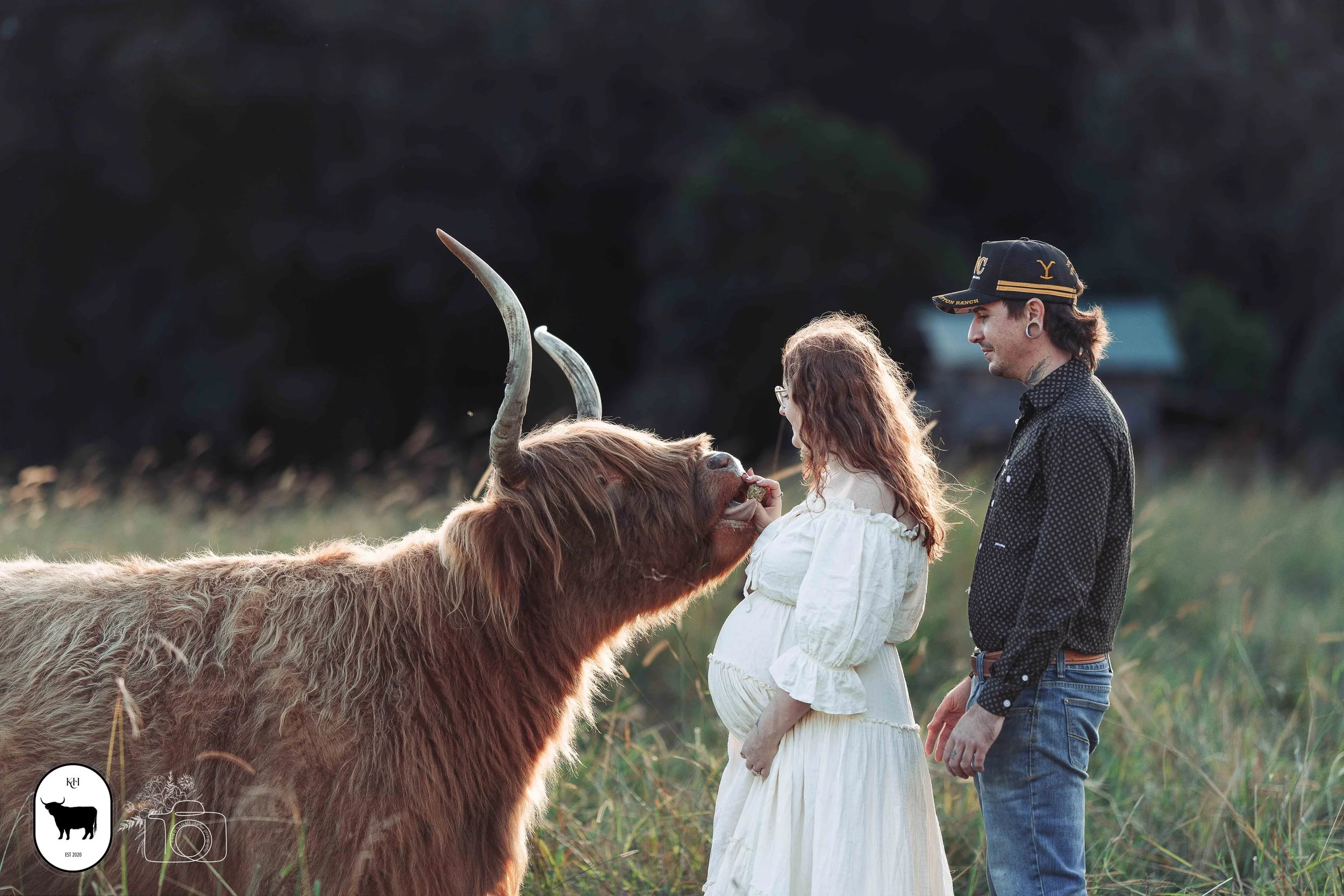 Highland Cow Photography — Koolah Creek Highland Cattle