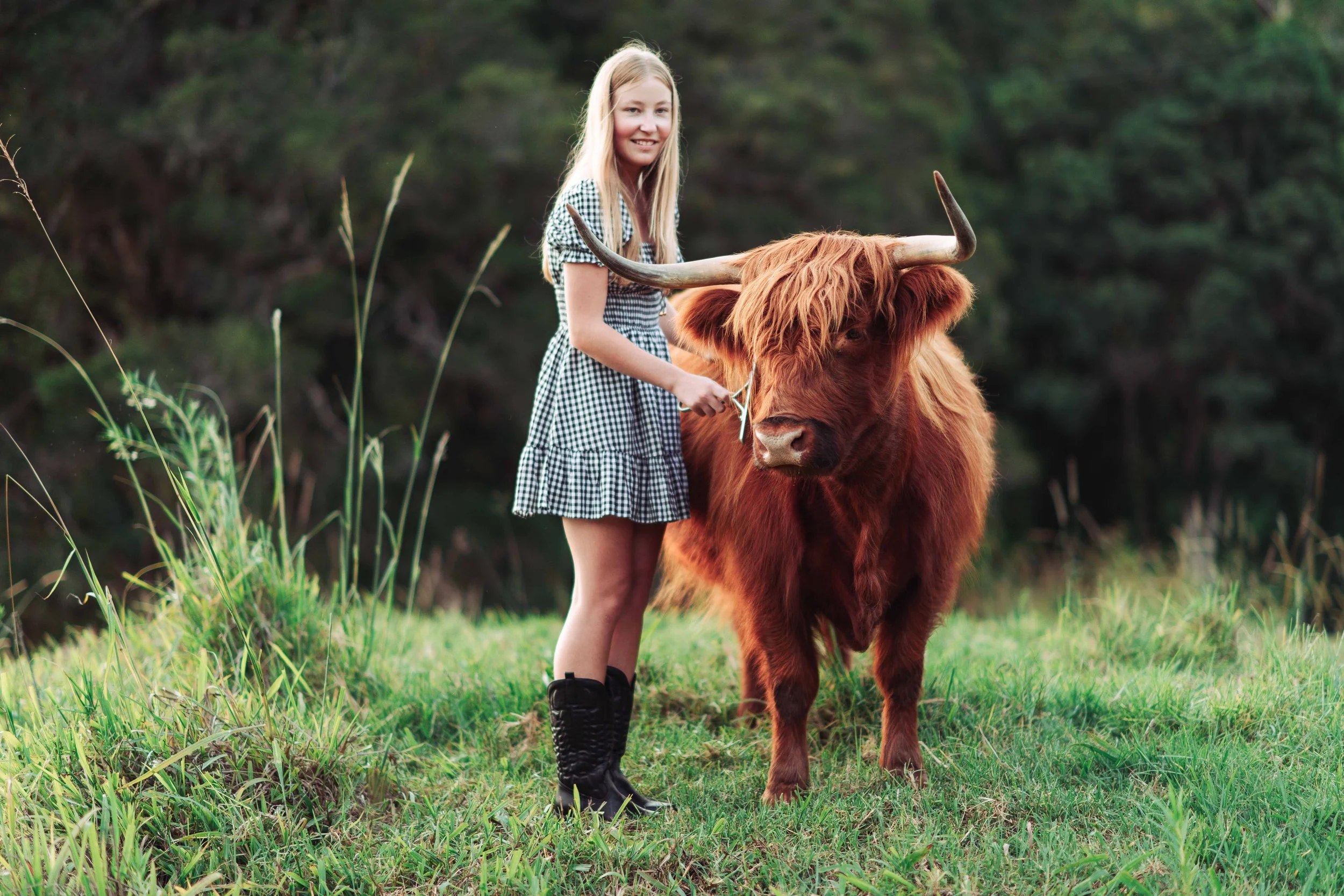 Highland Cow Photography — Koolah Creek Highland Cattle