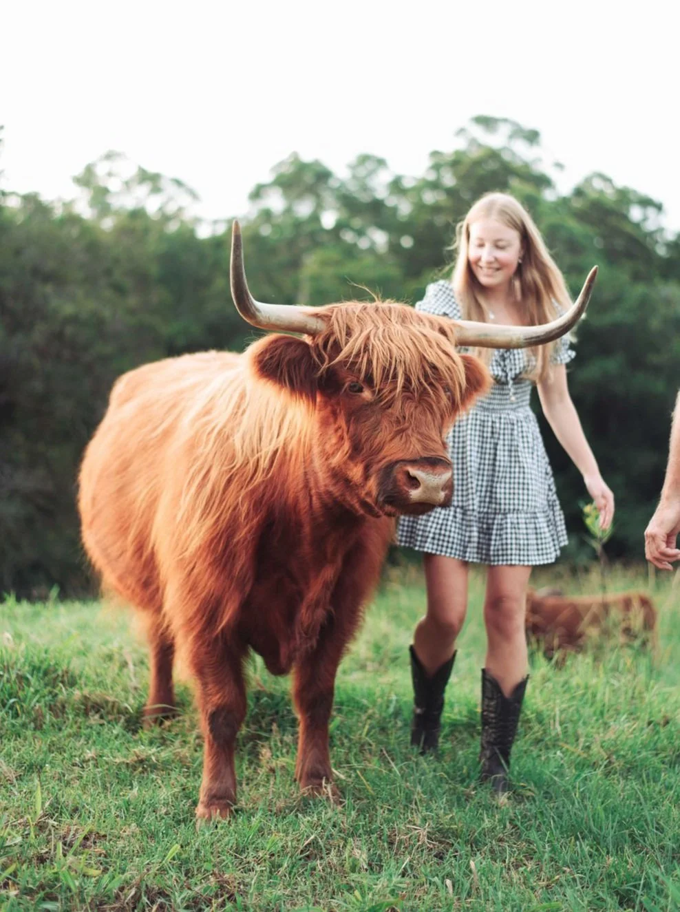 Highland Cow Experiences - so much more than a Highland farm tour ...