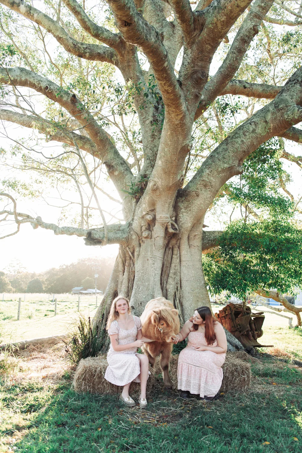 Highland Cow Photography — Koolah Creek Highland Cattle