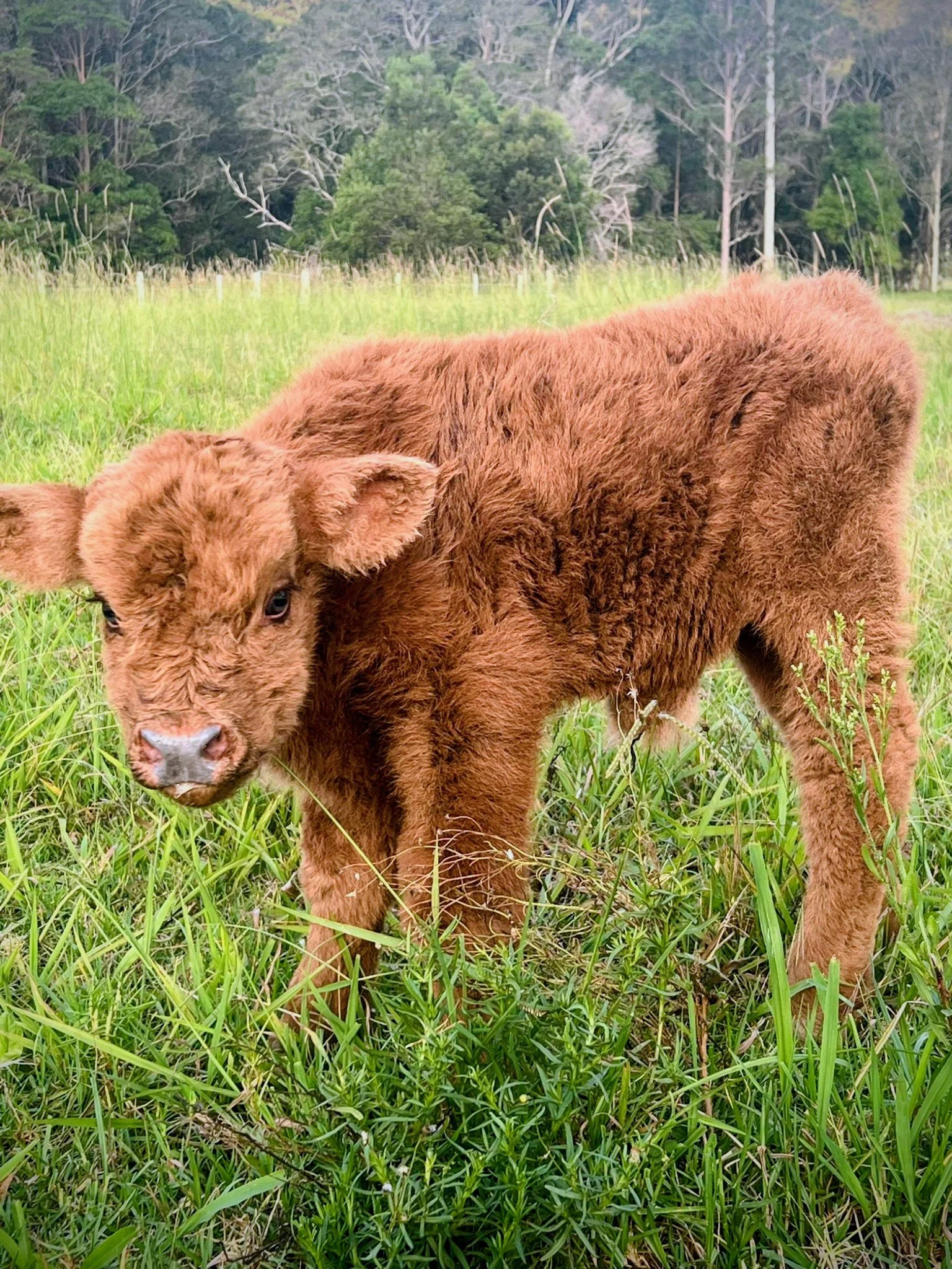 Our Cows — Koolah Creek Highland Cattle