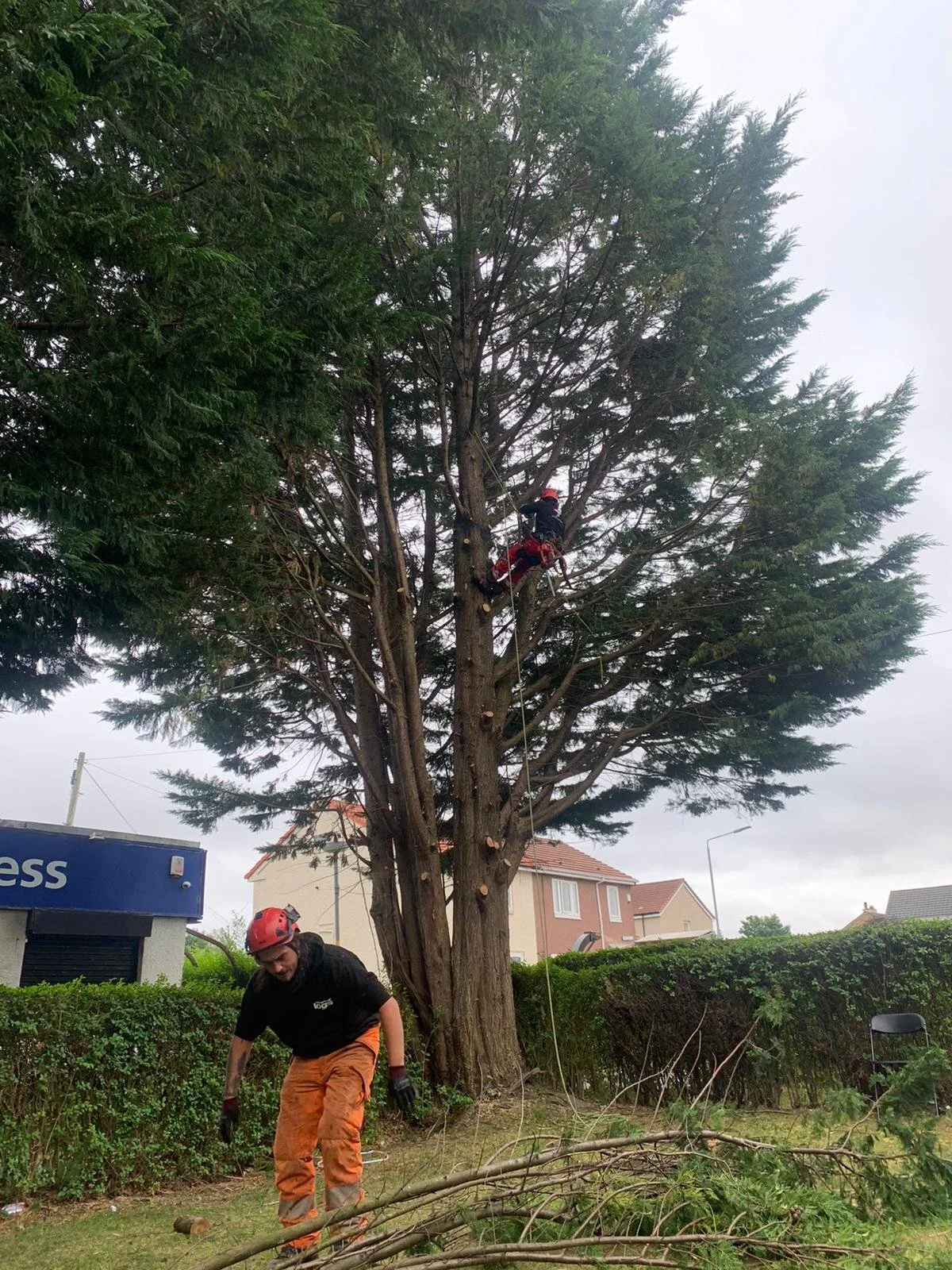 Tree Surgeon Near Me — The Glasgow Tree Surgeon