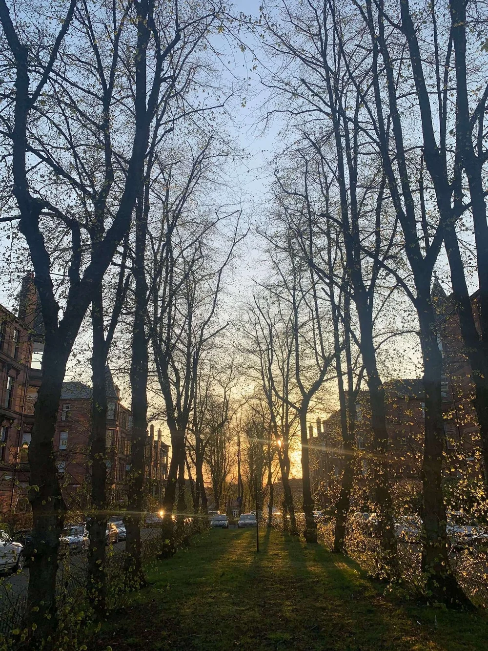 Tree Surgeon Glasgow | The Glasgow Tree Surgeon