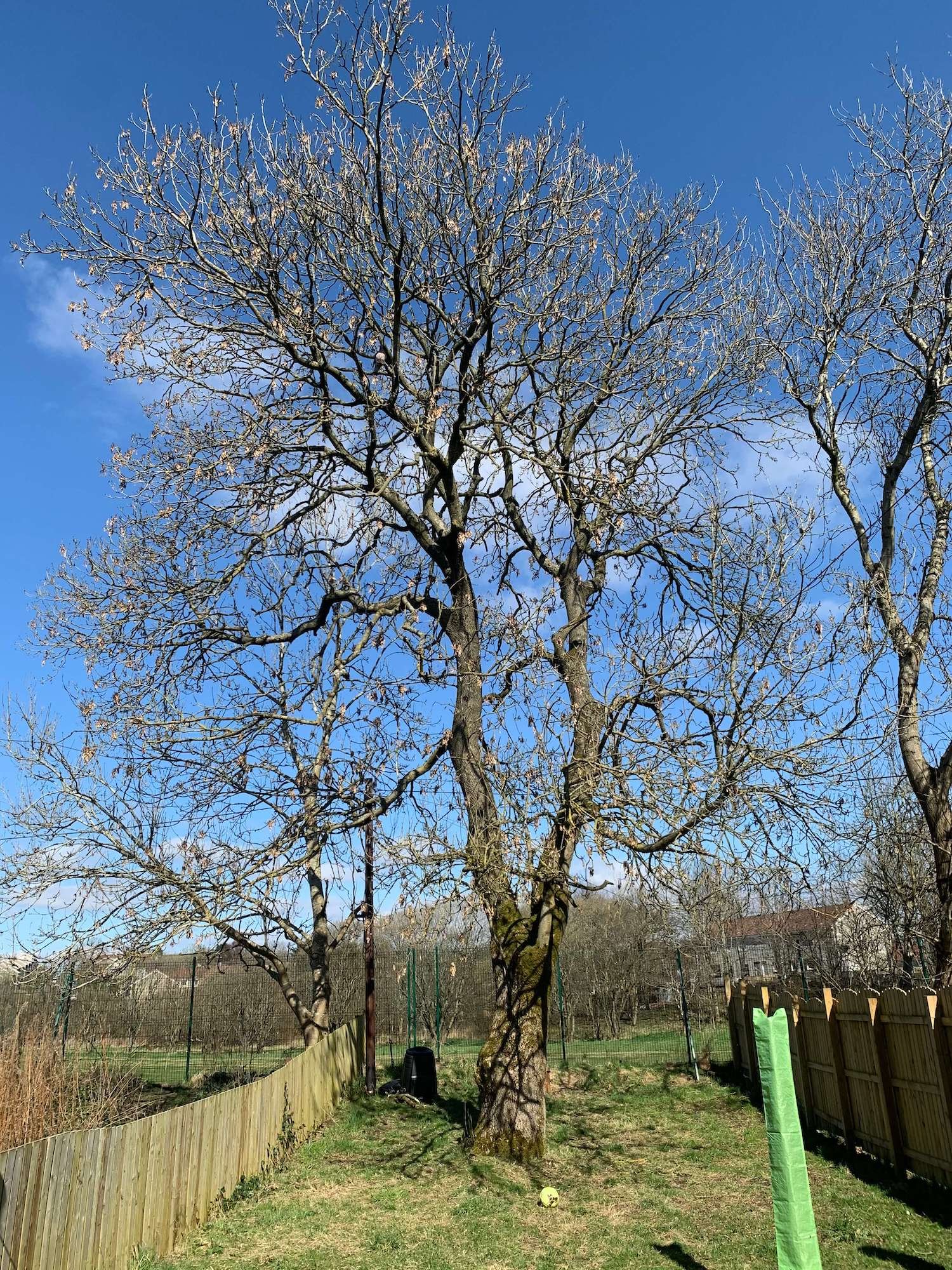 Tree Surgeon Glasgow | The Glasgow Tree Surgeon