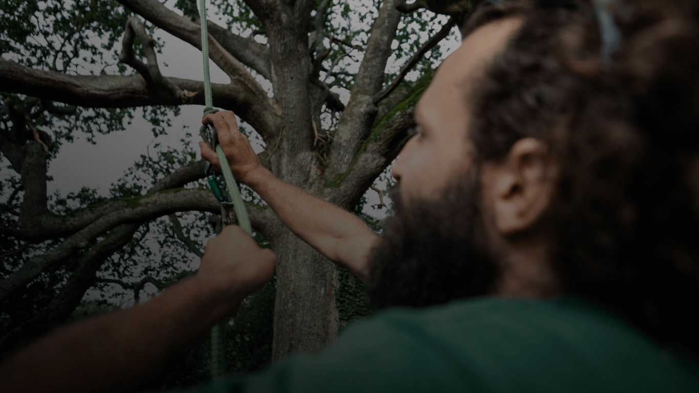 Professional Tree Surgeons, Glasgow — The Glasgow Tree Surgeon