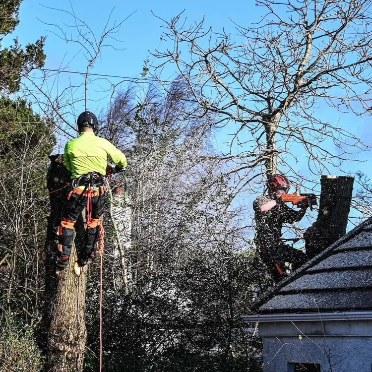 Tree Surgeon Glasgow | The Glasgow Tree Surgeon
