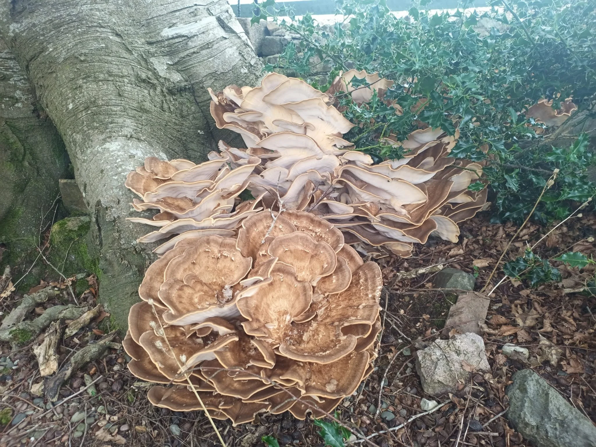 No FUN In Tree FUNgi — The Glasgow Tree Surgeon