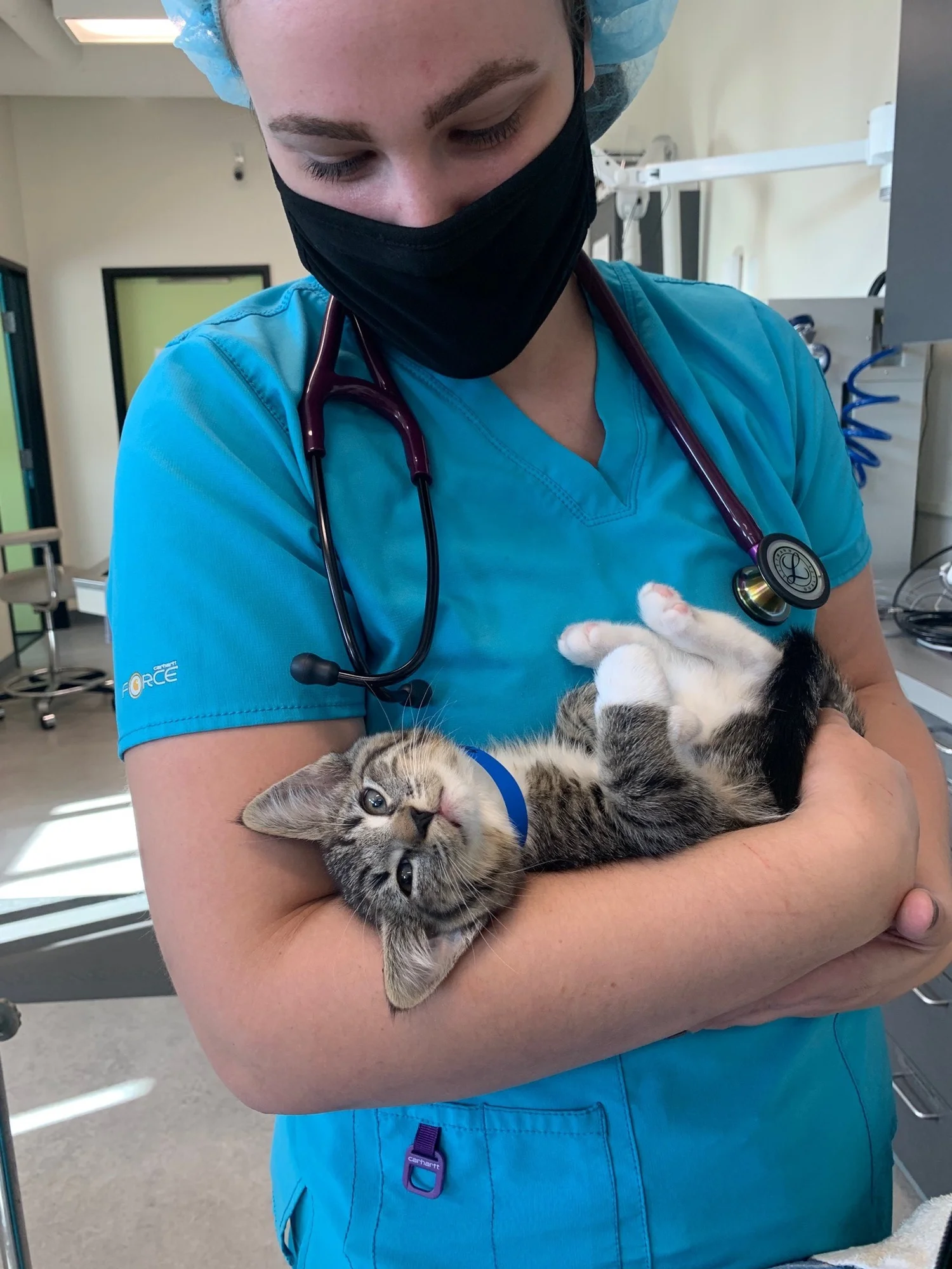 About | Viking Veterinary Care