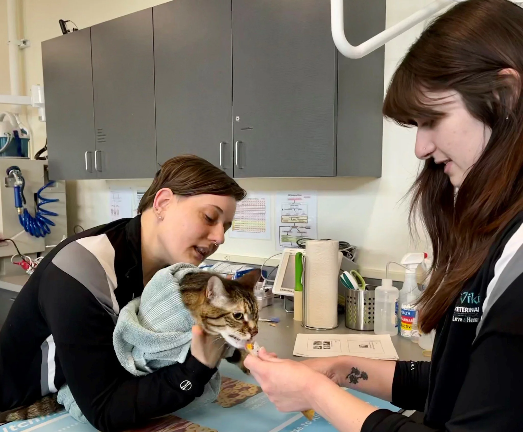 Fear Free Vet in Bethany/Rock Creek | Viking Veterinary Care