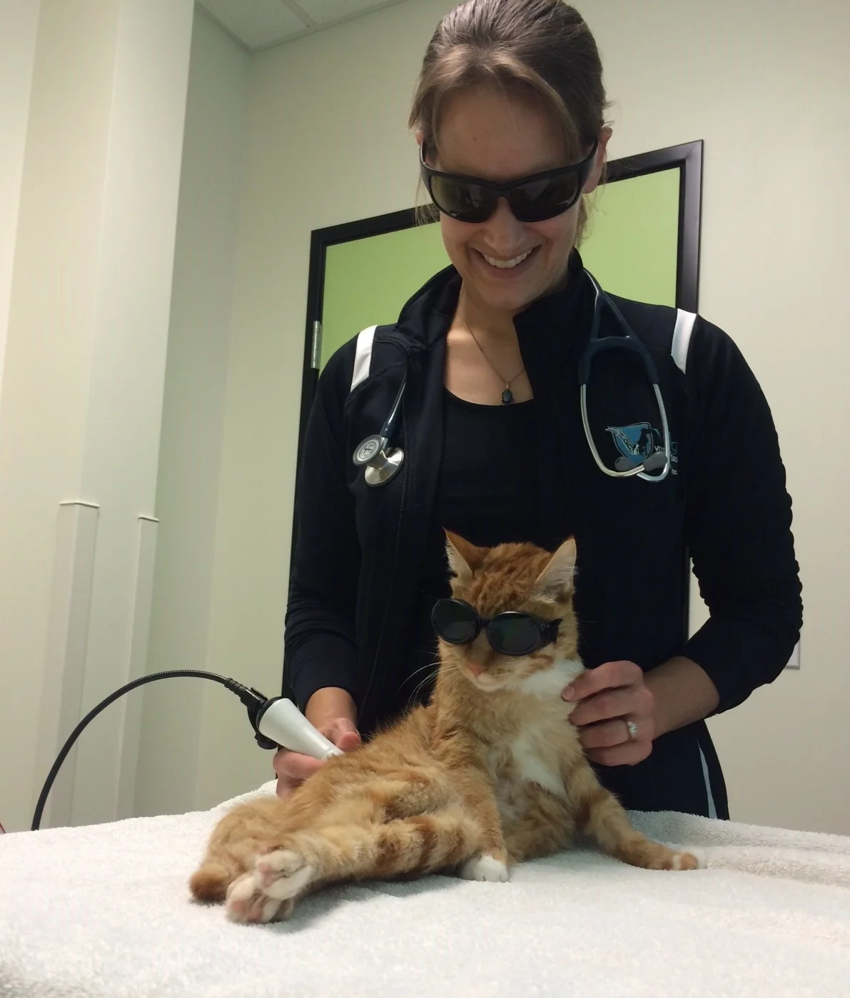 Integrative and Regenerative Medicine | Viking Veterinary Care