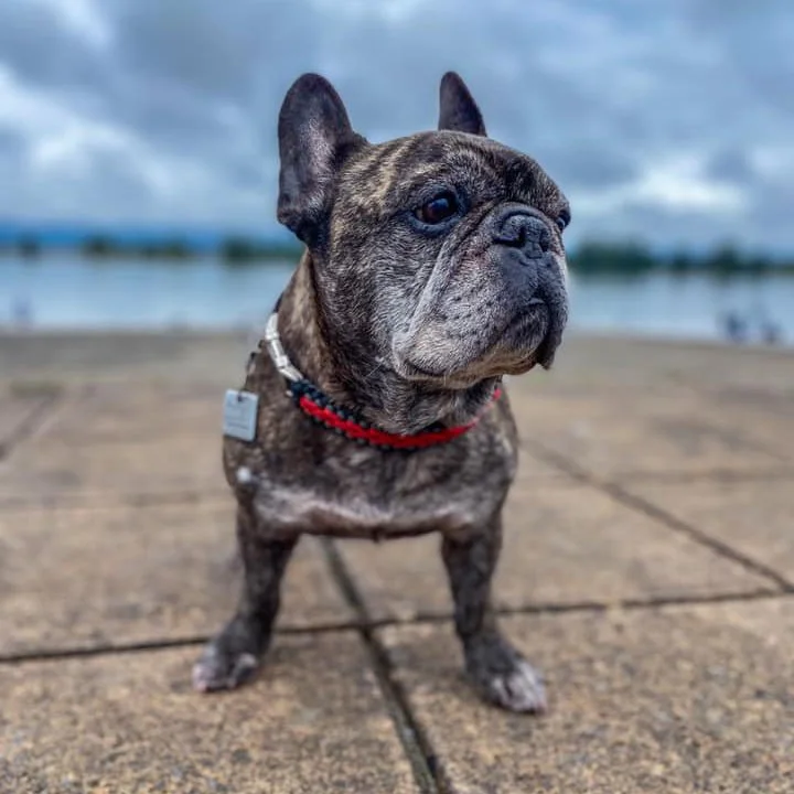 Viking Veterinary Care | Serving Bethany, Rock Creek, Tanasbourne