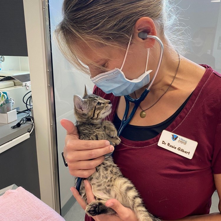 Viking Veterinary Care | Serving Bethany, Rock Creek, Tanasbourne