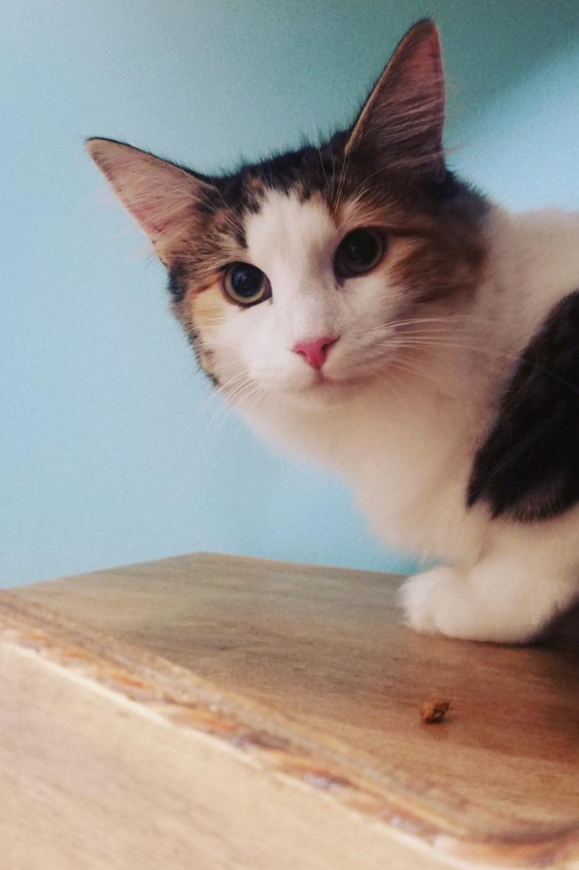 Your Pet's Care Team | Viking Veterinary Care