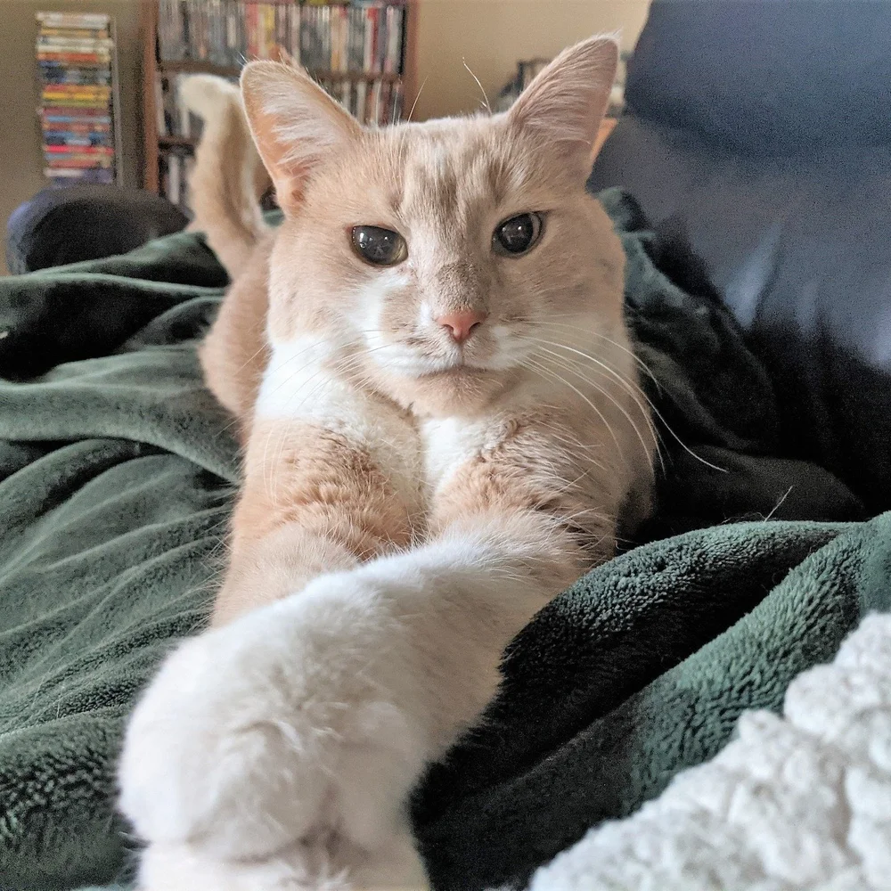 Viking Veterinary Care | Serving Bethany, Rock Creek, Tanasbourne