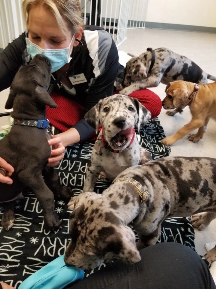 About | Viking Veterinary Care