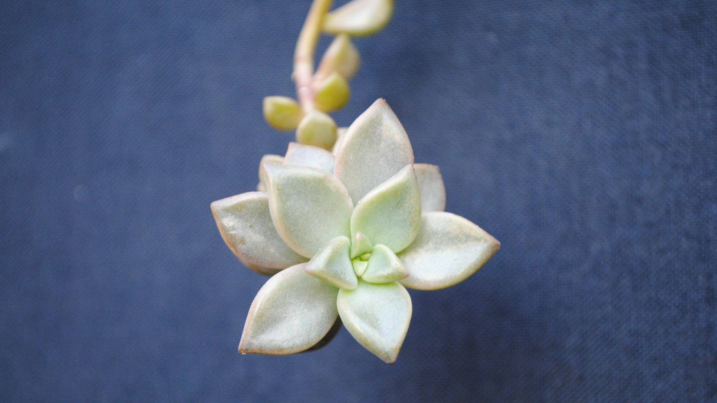 Diakonos Managment Solutions - Atlanta, GA