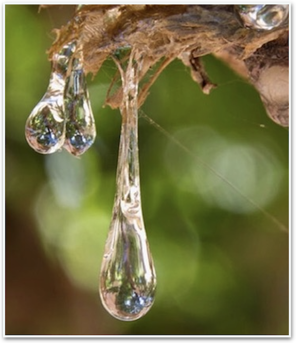 Nov 7: A Tree’s Tears: The Story of Chios Mastic, with Sophia Karasouli ...