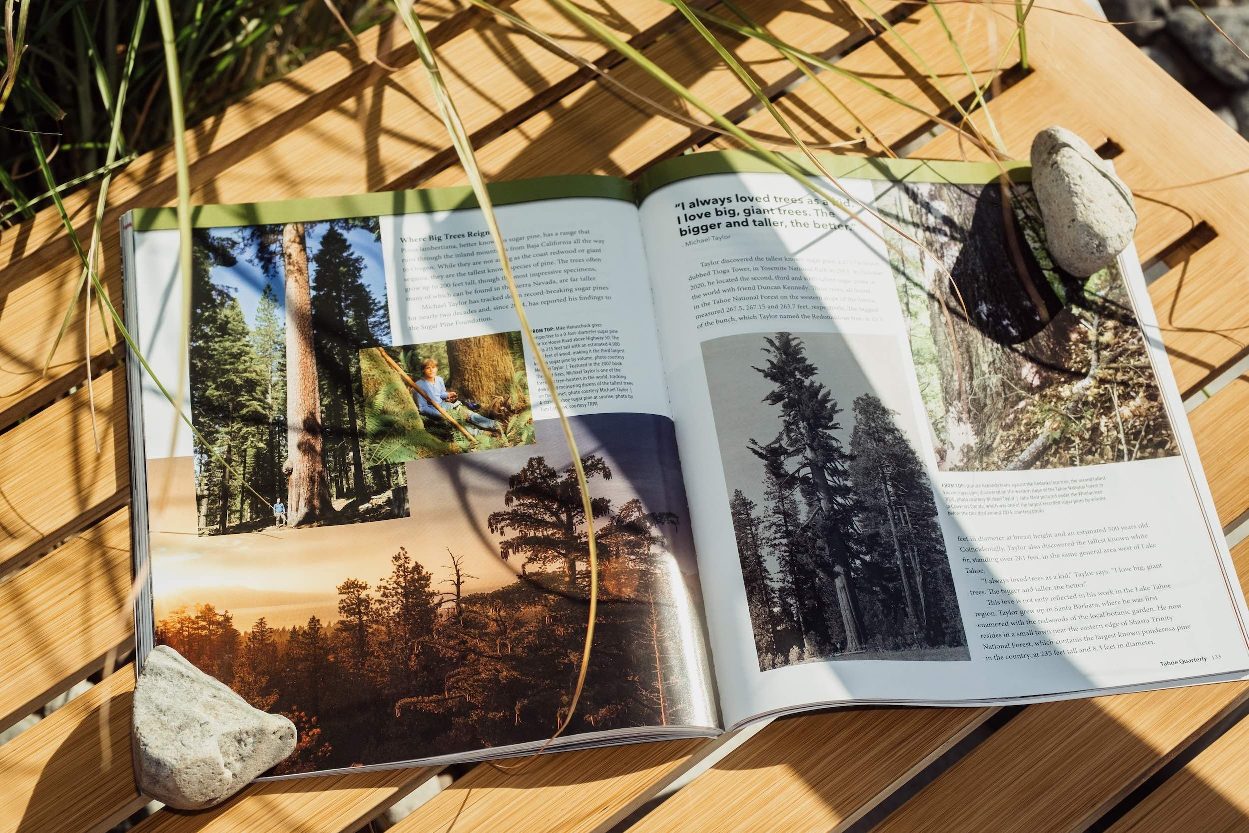 Projects — Wild Burro Studio