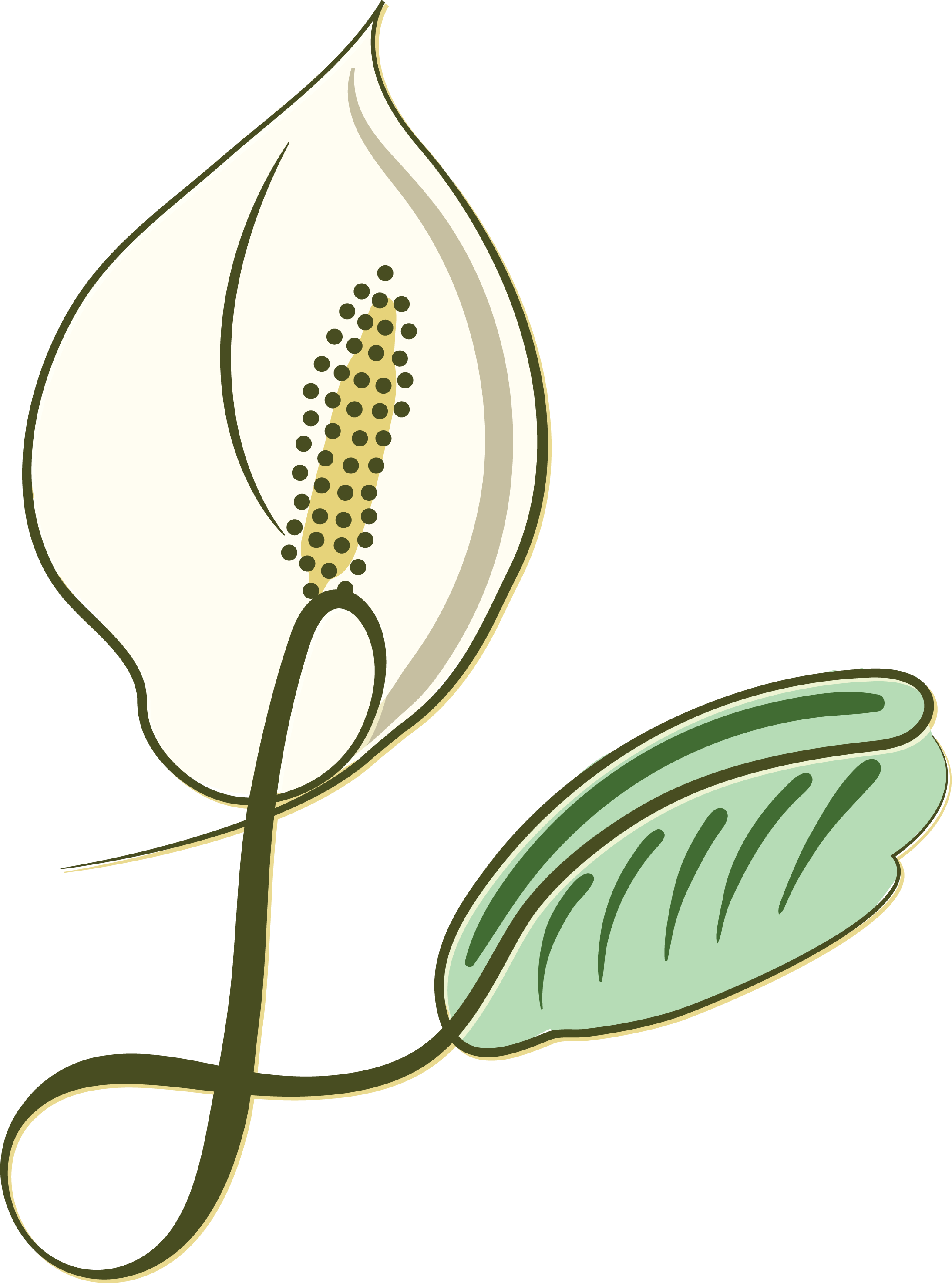 Peace Lily Drawing