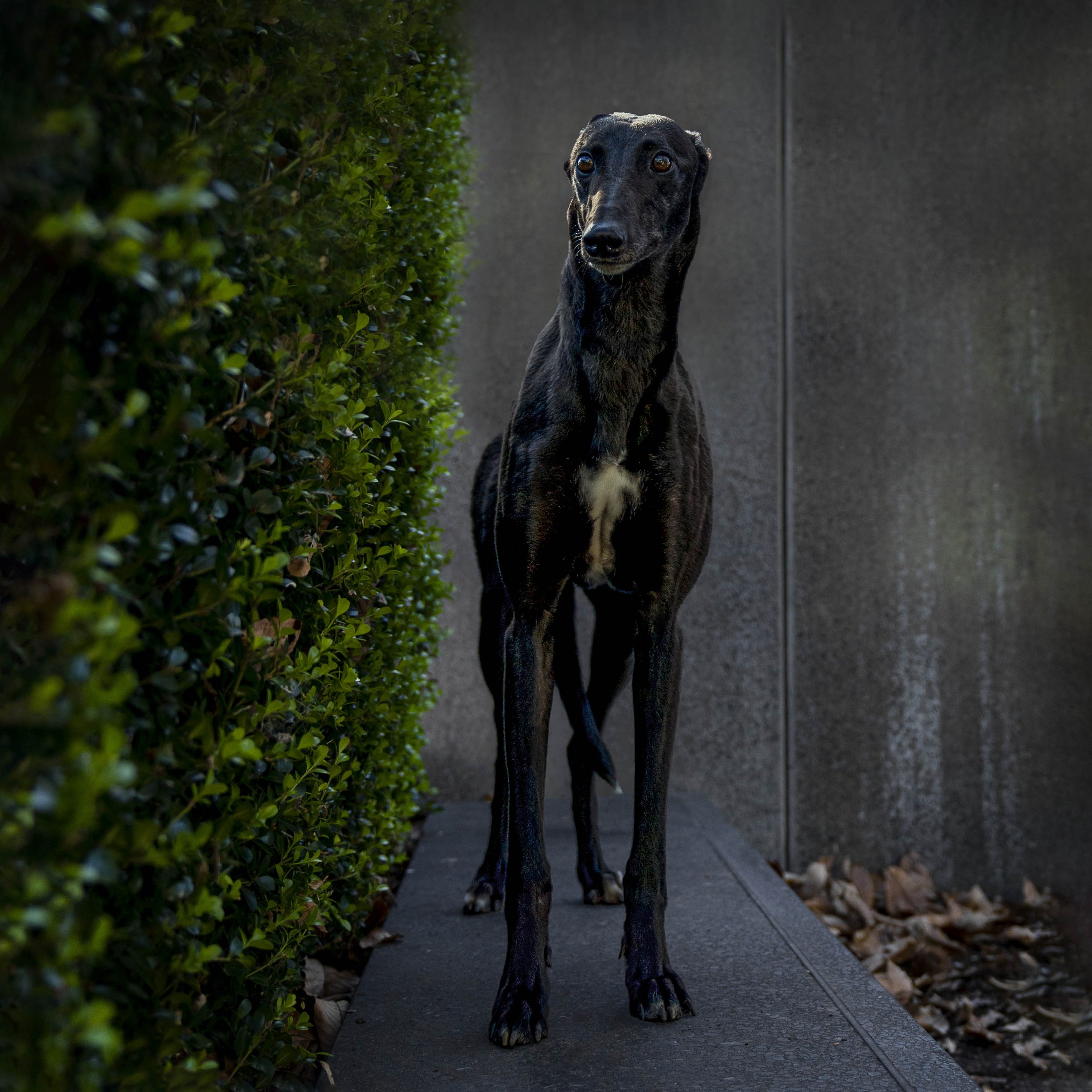 Our Greyhounds — May Hounds | Greyhound Rehoming Group