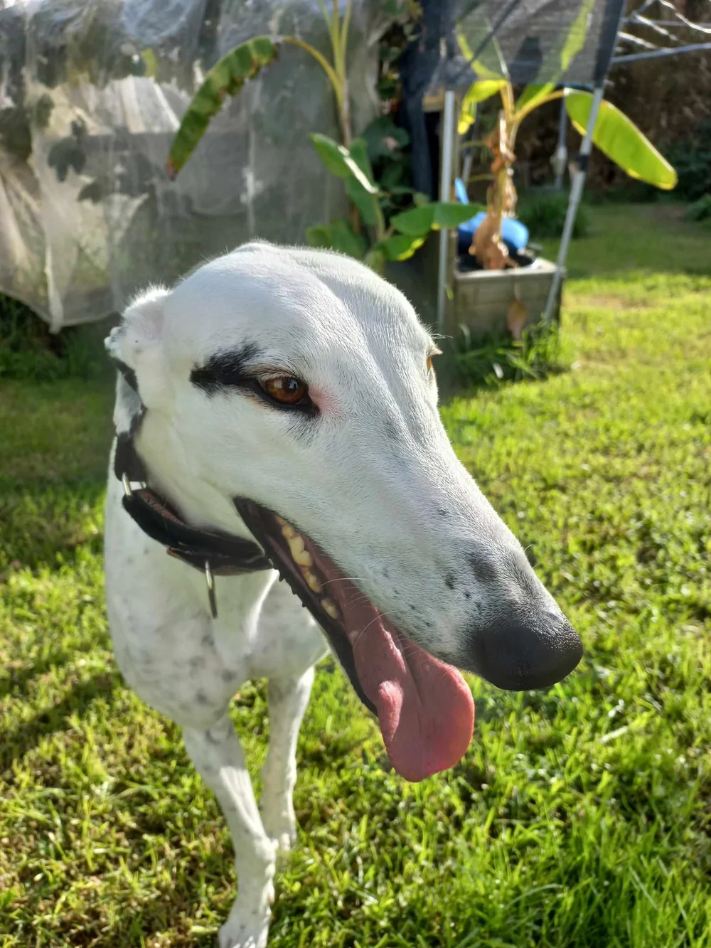 Our Greyhounds — May Hounds | Greyhound Rehoming Group