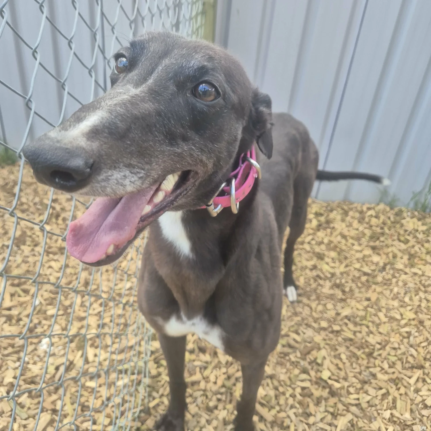 Our Greyhounds — May Hounds | Greyhound Rehoming Group