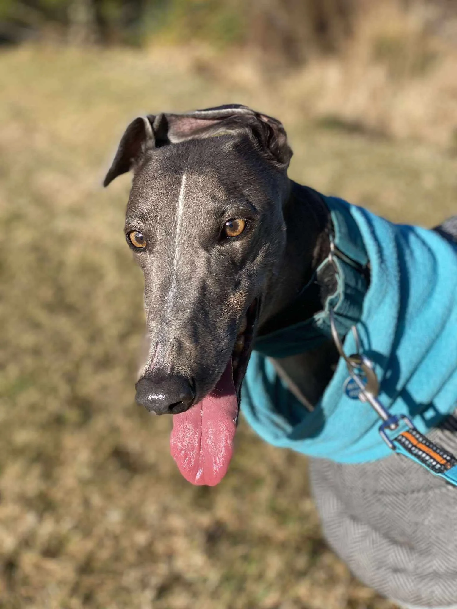 Our Greyhounds — May Hounds | Greyhound Rehoming Group