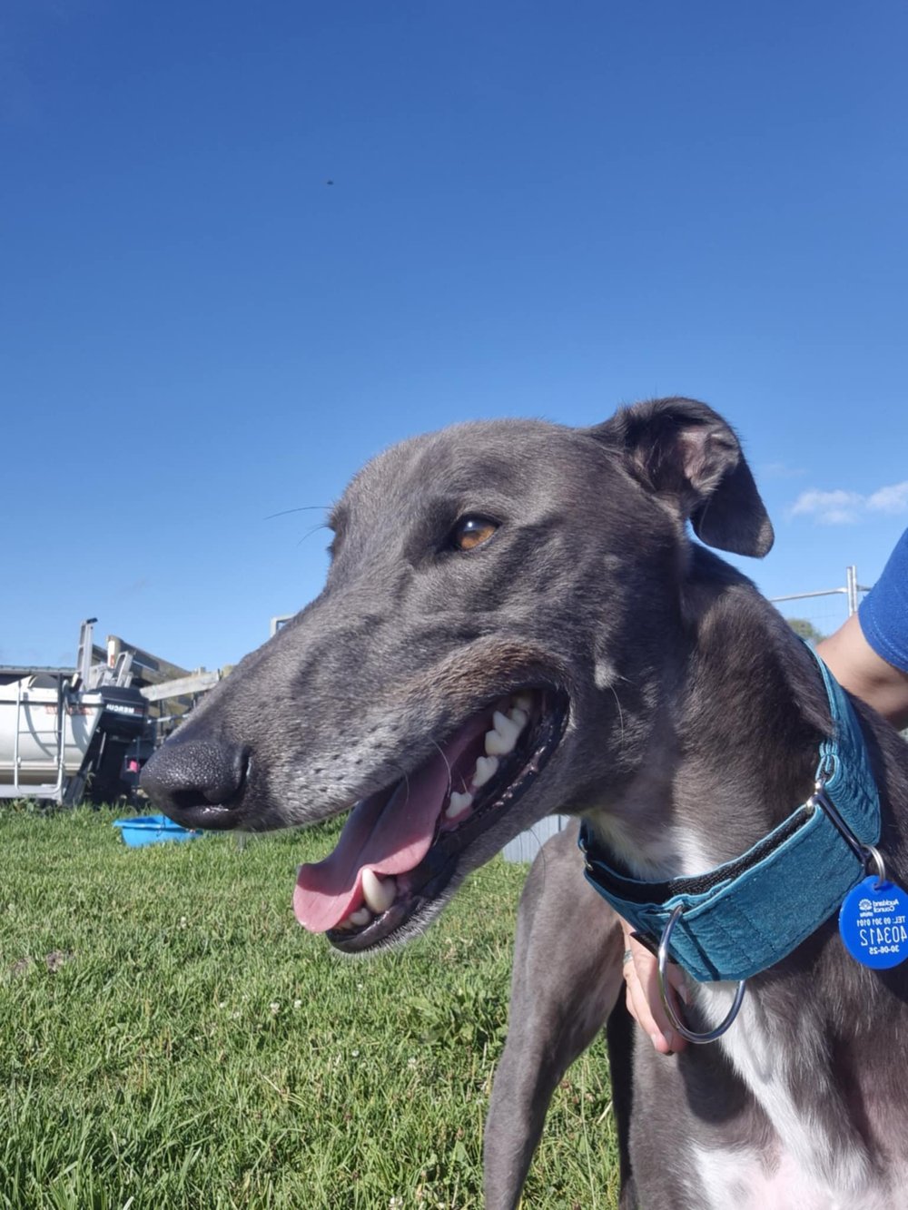 Our Greyhounds — May Hounds | Greyhound Rehoming Group