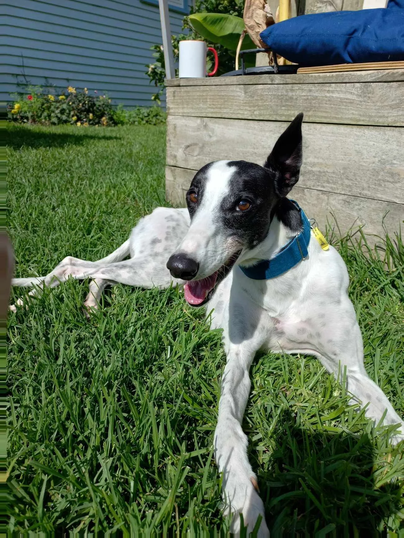 Our Greyhounds — May Hounds | Greyhound Rehoming Group