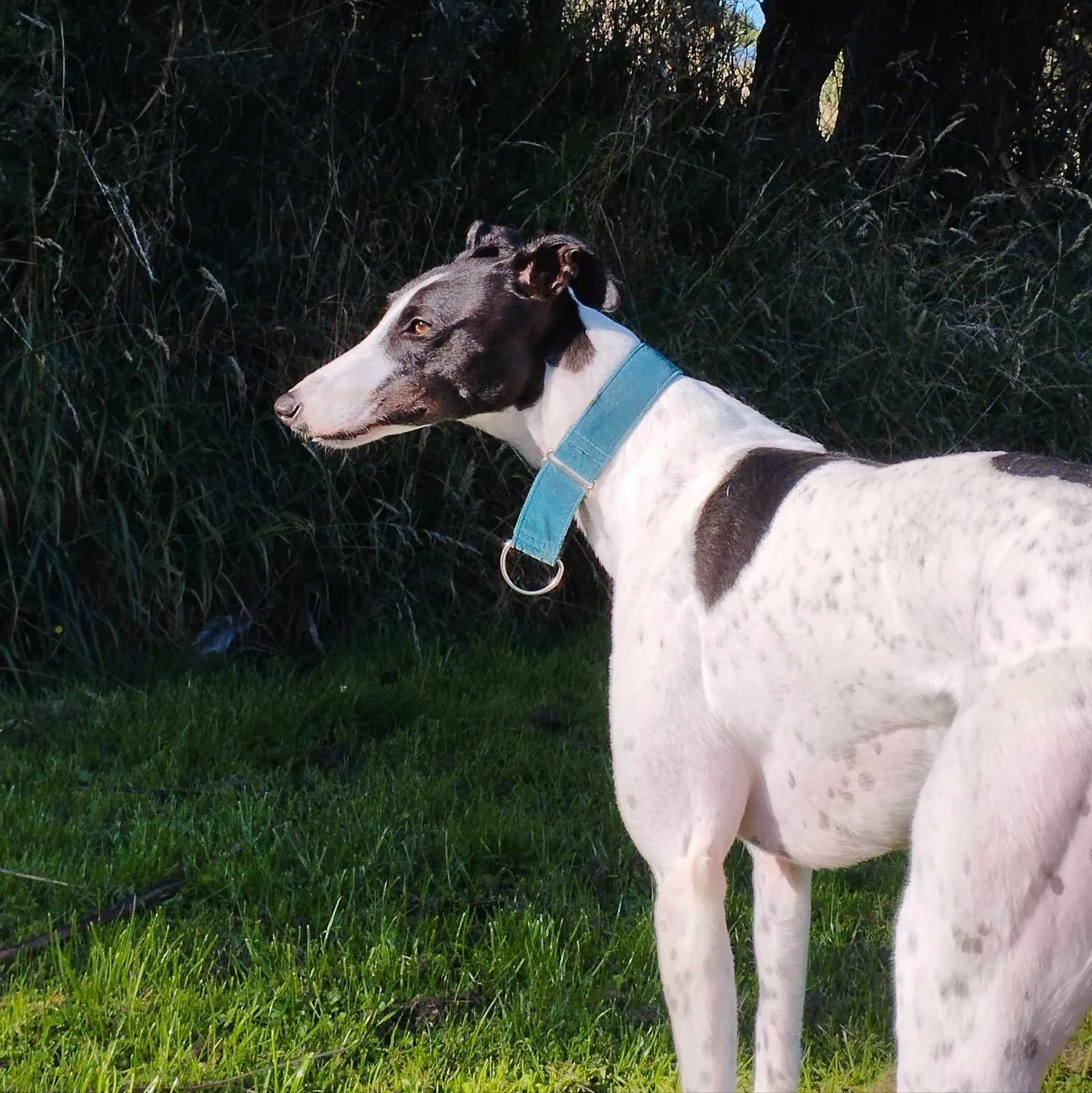 Our Greyhounds — May Hounds | Greyhound Rehoming Group