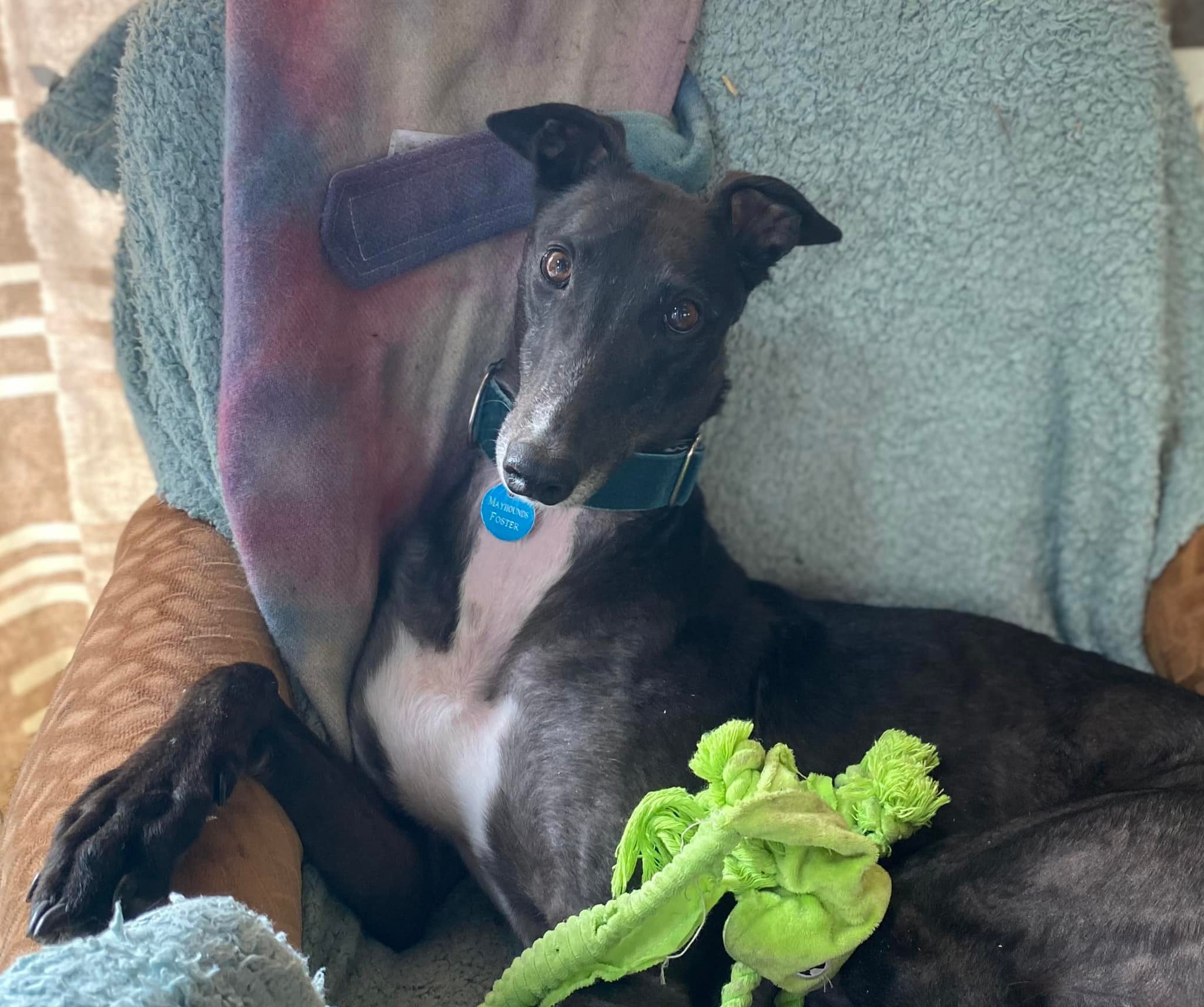 Our Greyhounds — May Hounds | Greyhound Rehoming Group