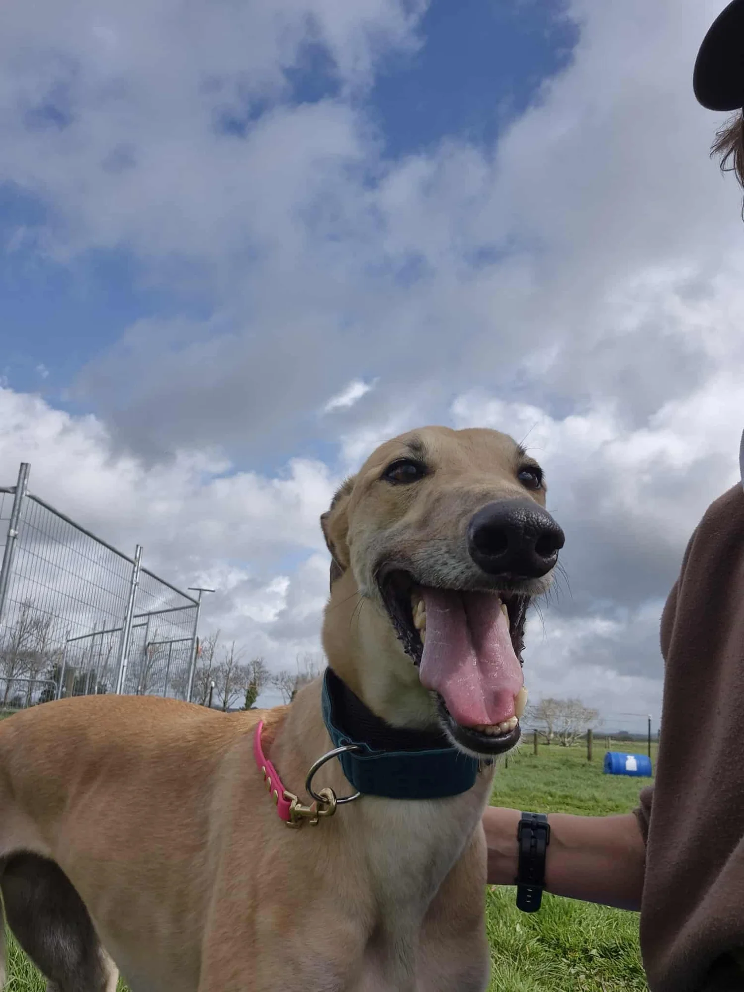Our Greyhounds — May Hounds | Greyhound Rehoming Group