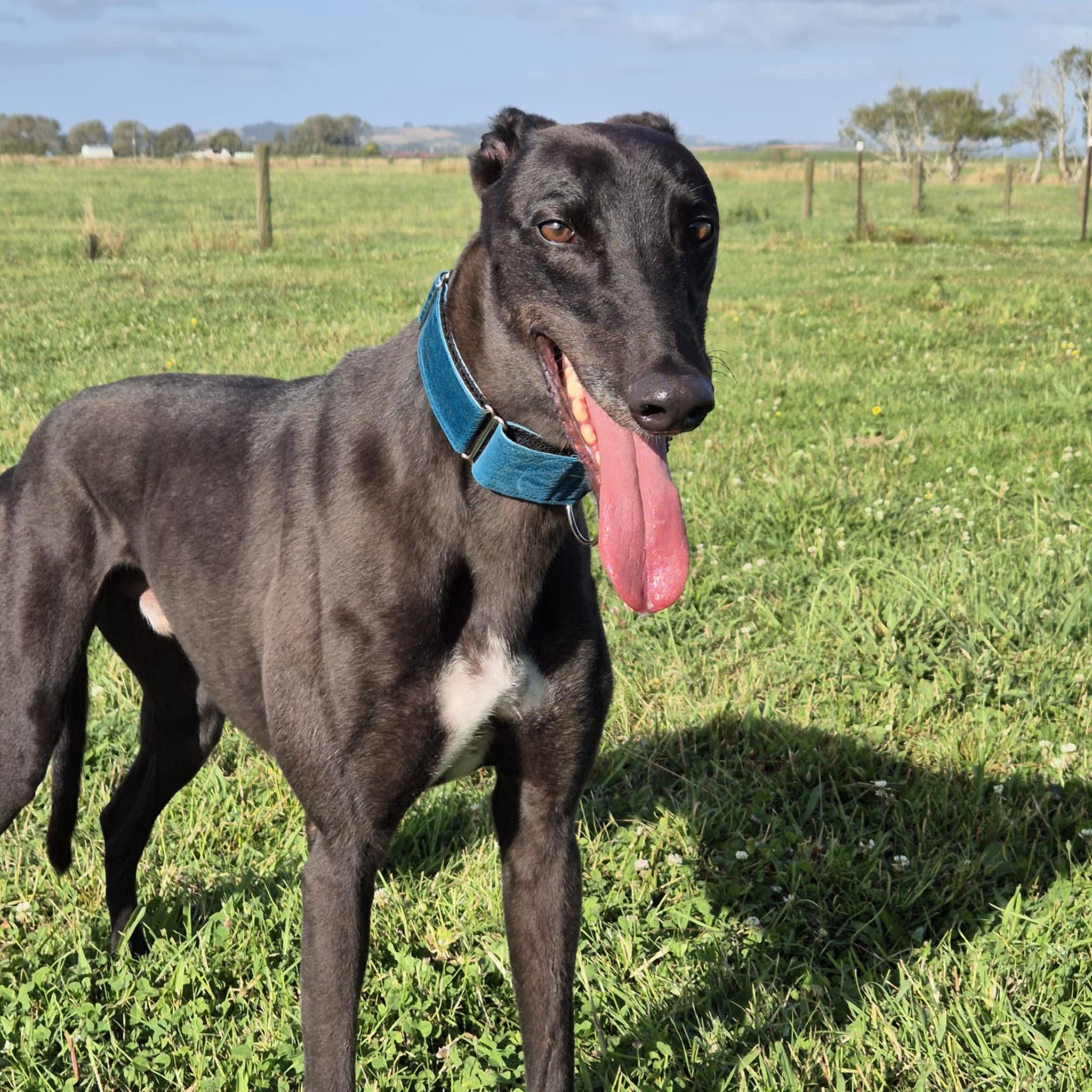 Our Greyhounds — May Hounds | Greyhound Rehoming Group