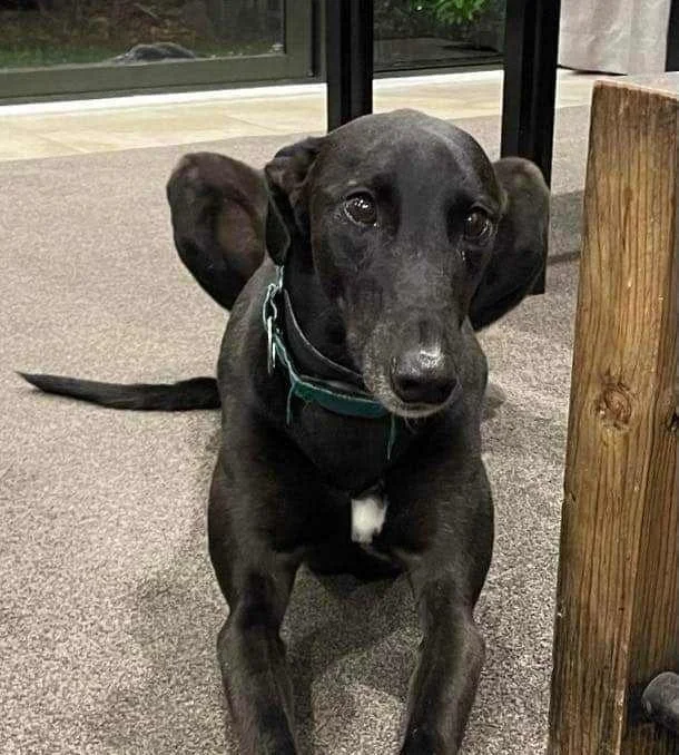 Our Greyhounds — May Hounds | Greyhound Rehoming Group