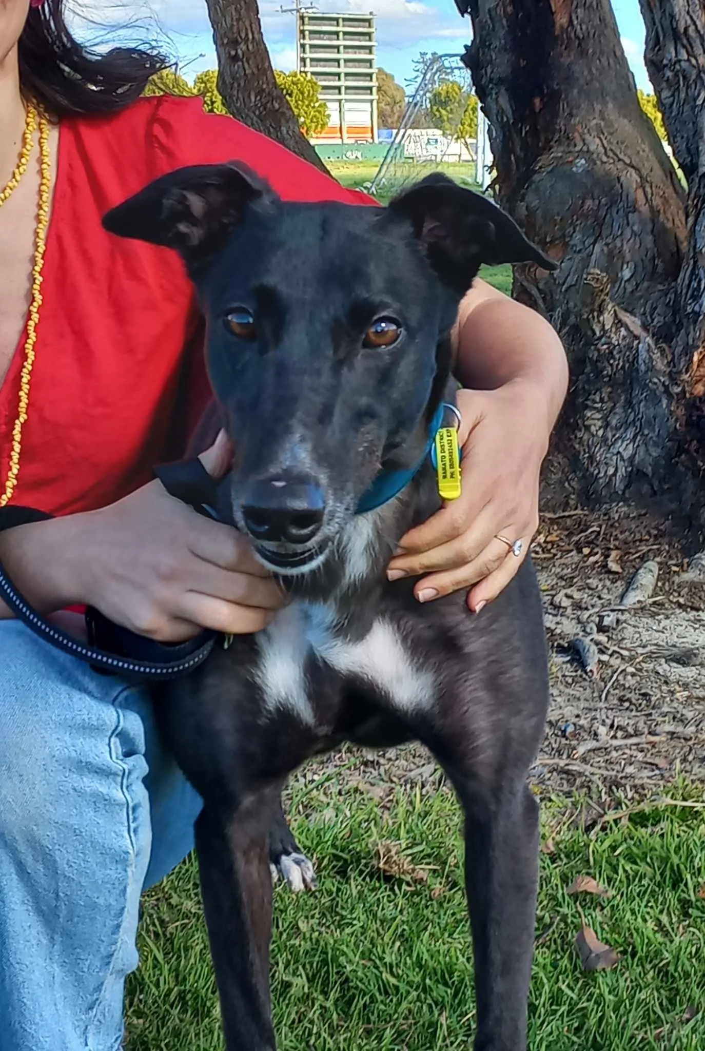 Our Greyhounds — May Hounds | Greyhound Rehoming Group