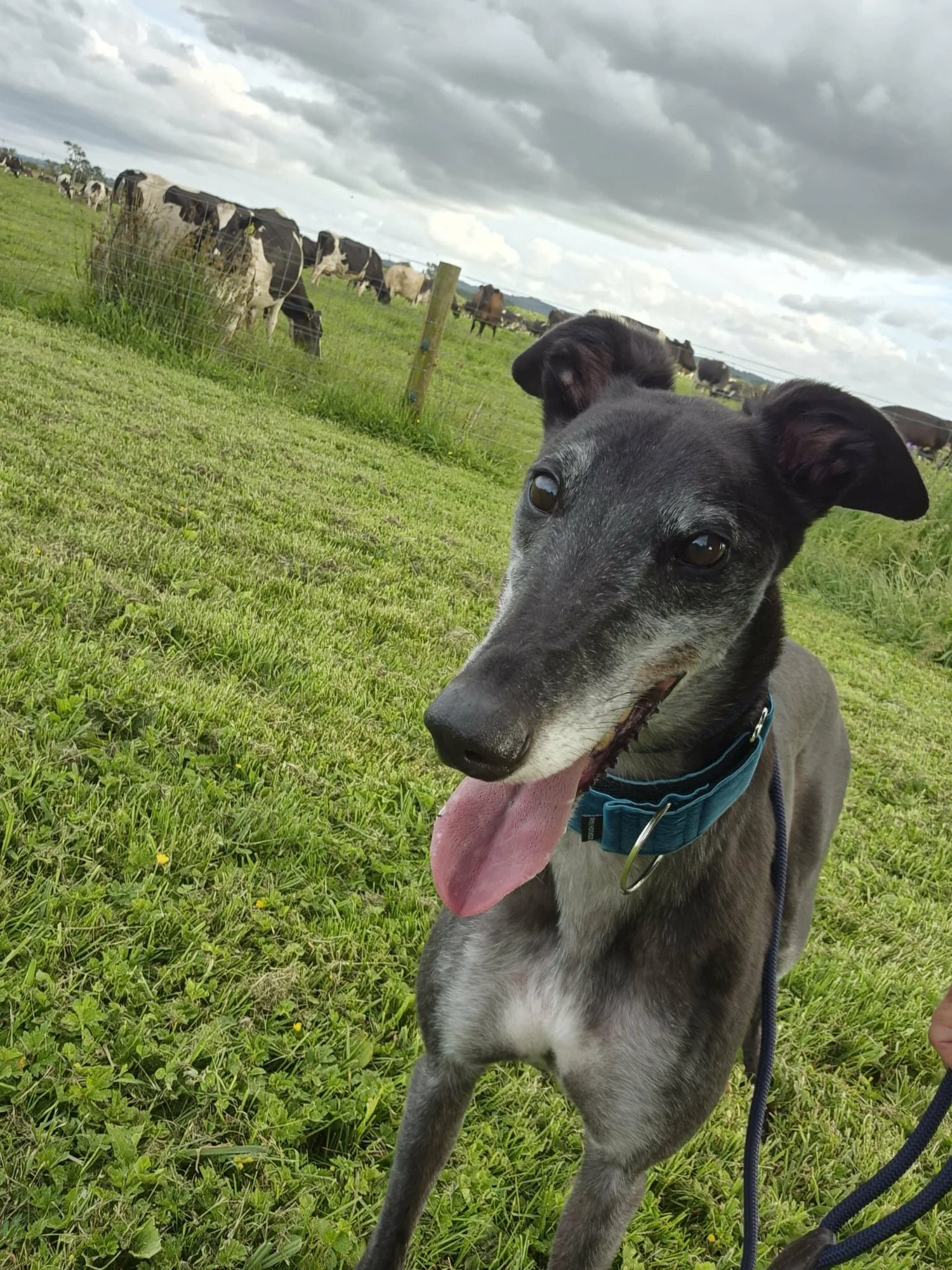 Our Greyhounds — May Hounds | Greyhound Rehoming Group